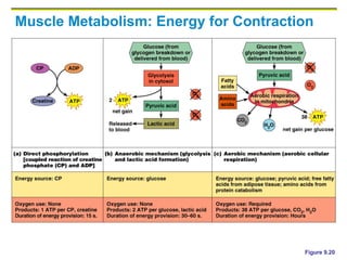 Muscle Energy Systems | PPT | Fitness and Exercise | Healthy Living