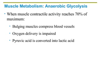 Muscle Energy Systems | PPT
