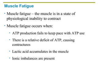 Muscle Energy Systems | PPT | Fitness and Exercise | Healthy Living