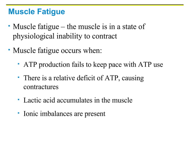 Muscle Energy Systems | PPT | Fitness and Exercise | Healthy Living