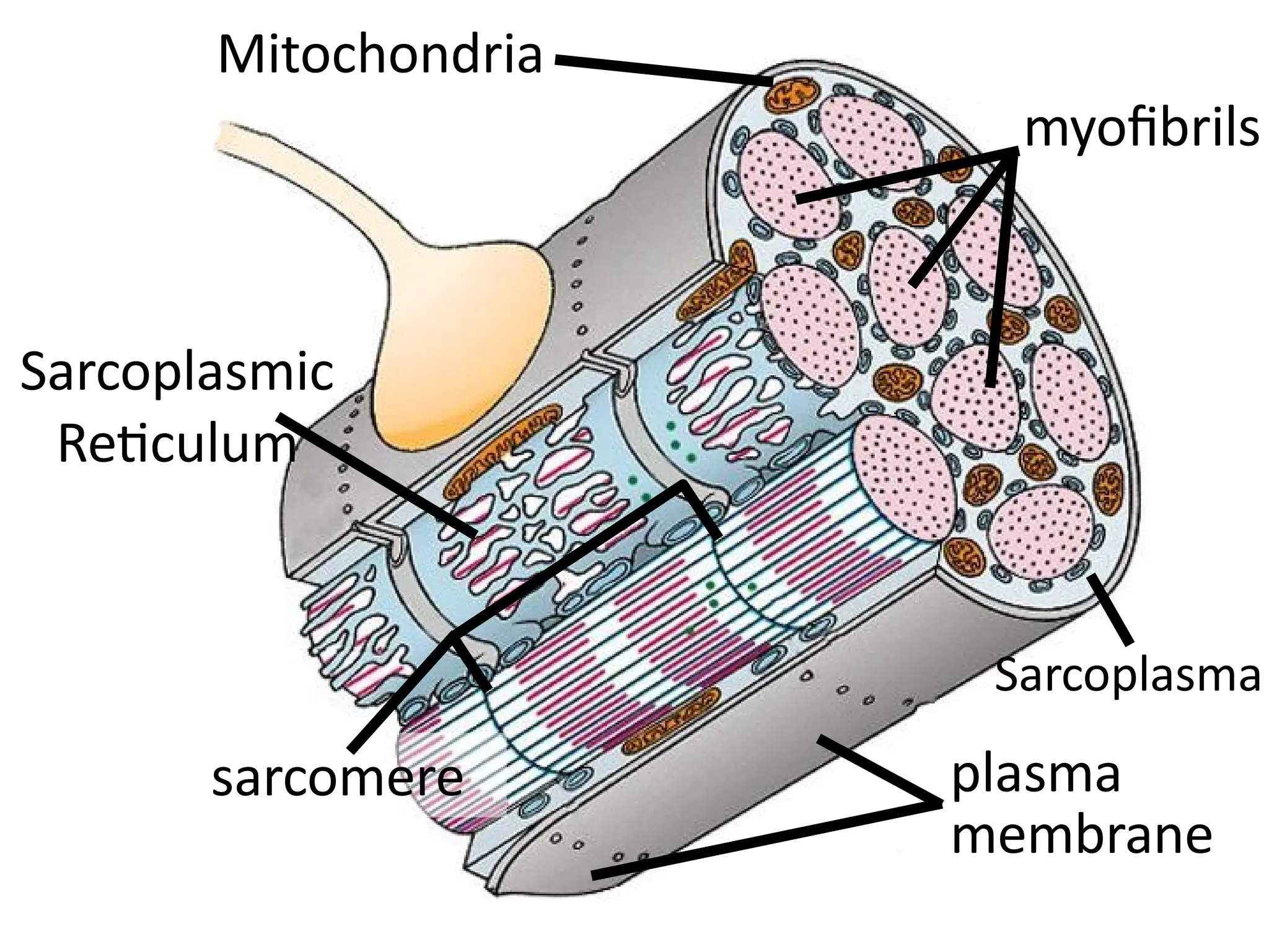 muscle-physiology of fishes updated .pptx