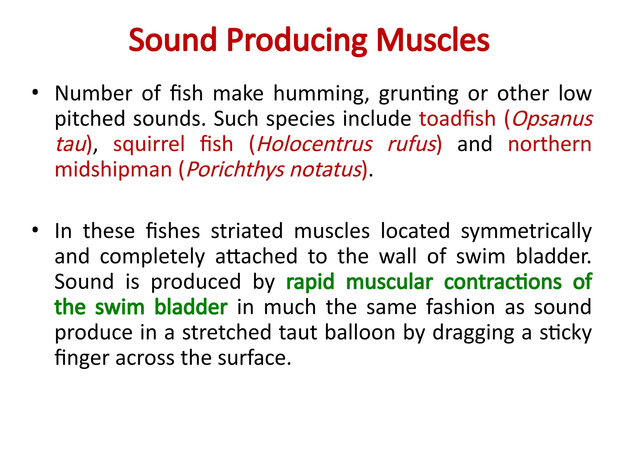 muscle-physiology of fishes updated .pptx
