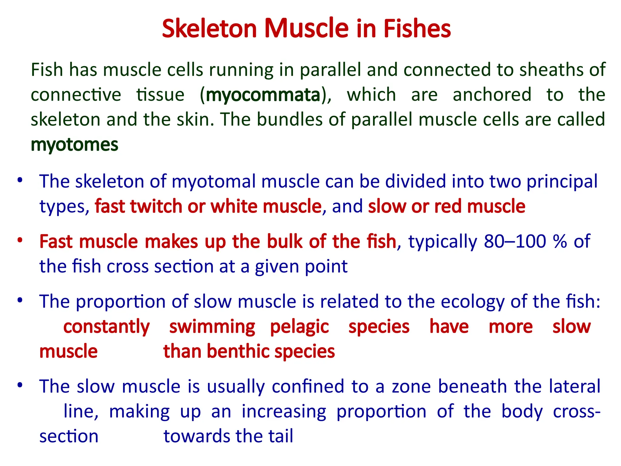 muscle-physiology of fishes updated .pptx