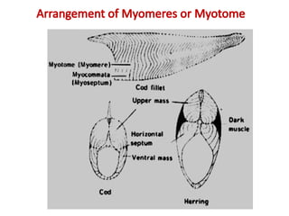 muscle-physiology of fishes updated .pptx