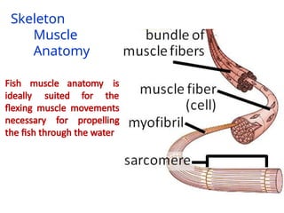 muscle-physiology of fishes updated .pptx