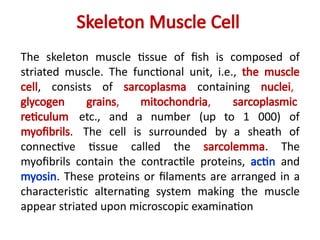 muscle-physiology of fishes updated .pptx