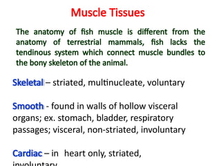 muscle-physiology of fishes updated .pptx