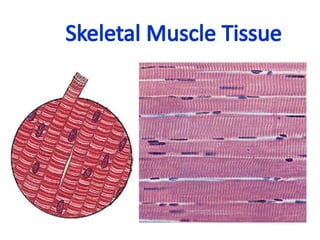 muscle-physiology of fishes updated .pptx