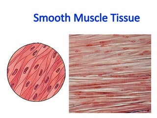 muscle-physiology of fishes updated .pptx