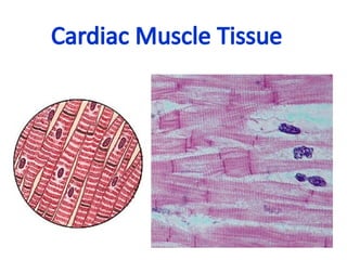 muscle-physiology of fishes updated .pptx