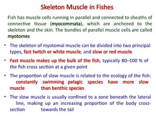 muscle-physiology of fishes updated .pptx