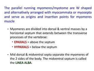 muscle-physiology of fishes updated .pptx