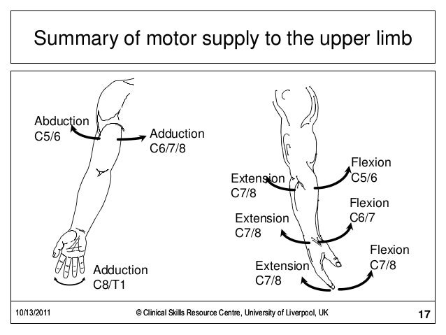 Chapter 7 Muscular System At The University Of North