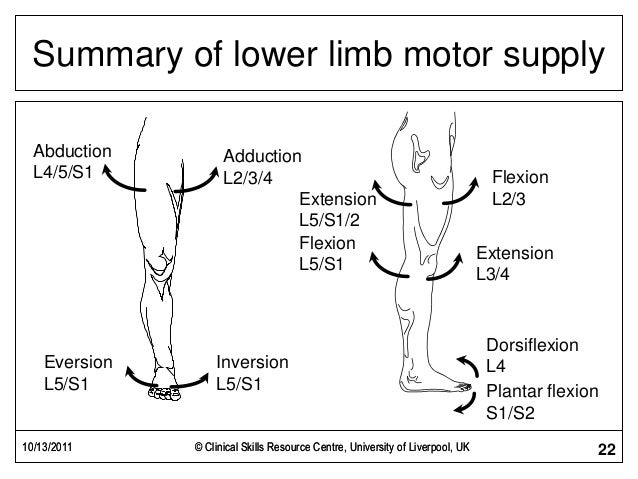 Muscle Power and Tone Examination