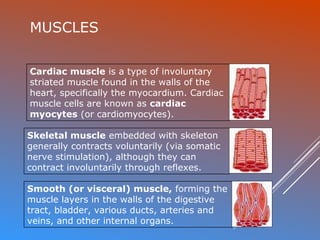 Muscle Relaxants and Centrally Acting Muscle Relaxant | Muhammad Nizam ...