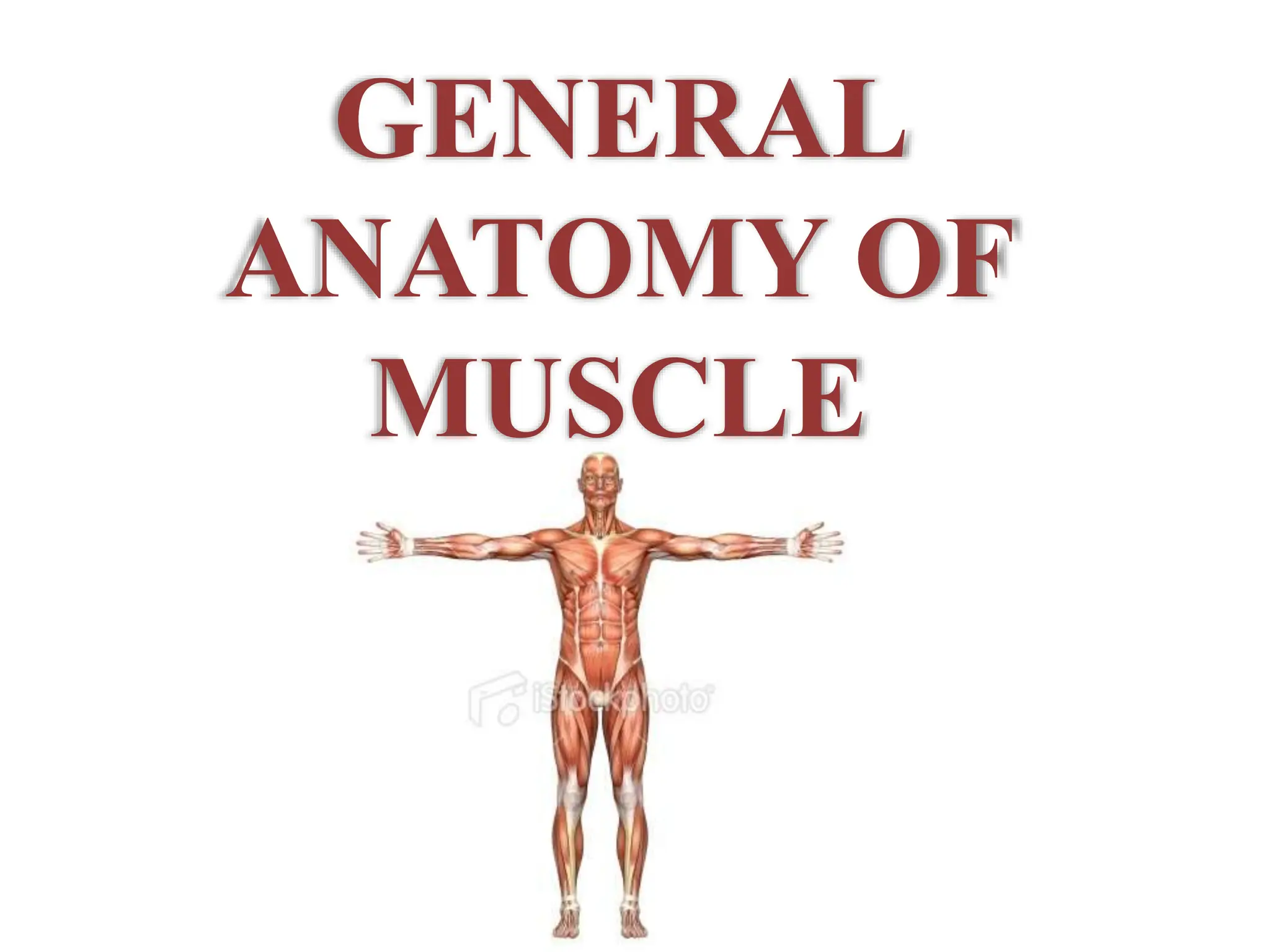 MUSCLE - 15903 by SSG muscle anatomy of upper limb lower limb and all ...