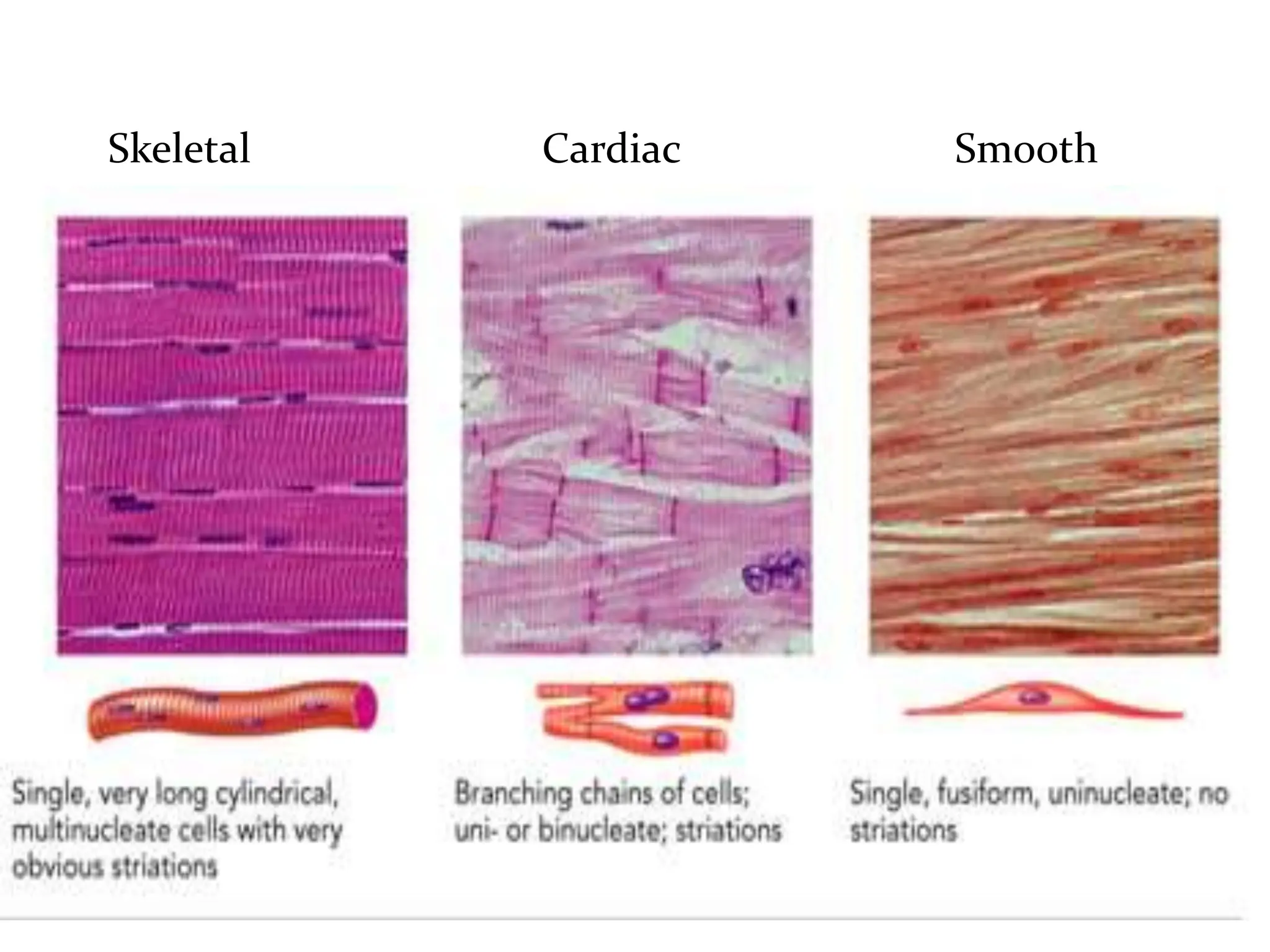 MUSCLE - 15903 by SSG muscle anatomy of upper limb lower limb and all ...
