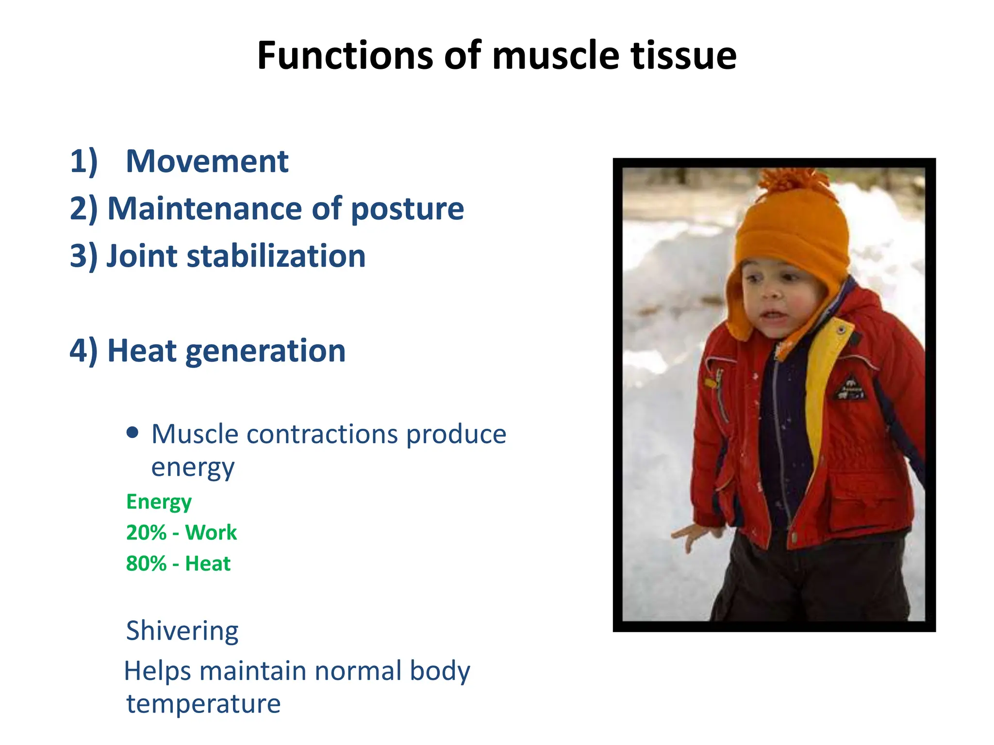 MUSCLE - 15903 by SSG muscle anatomy of upper limb lower limb and all ...