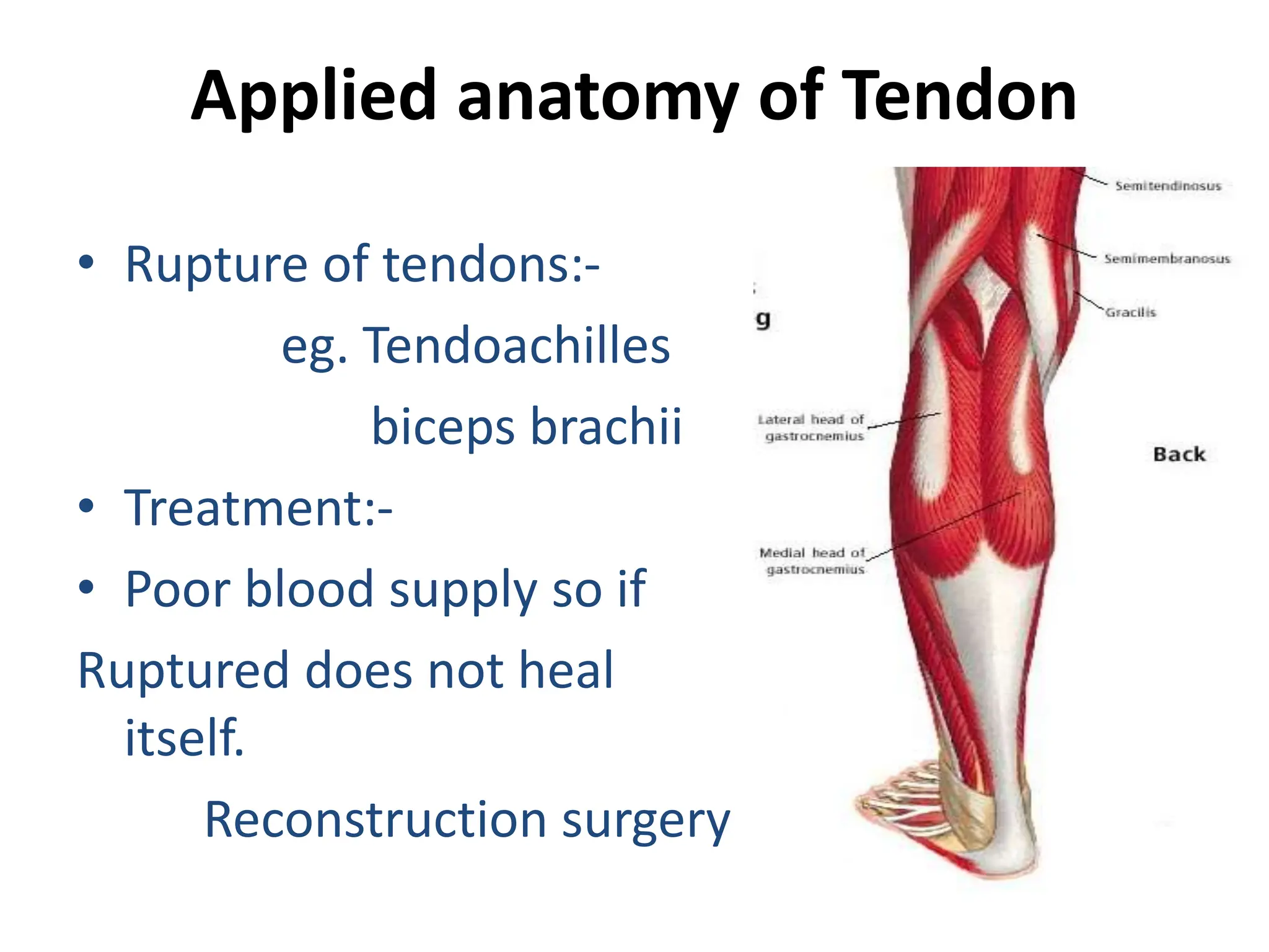 MUSCLE - 15903 by SSG muscle anatomy of upper limb lower limb and all ...