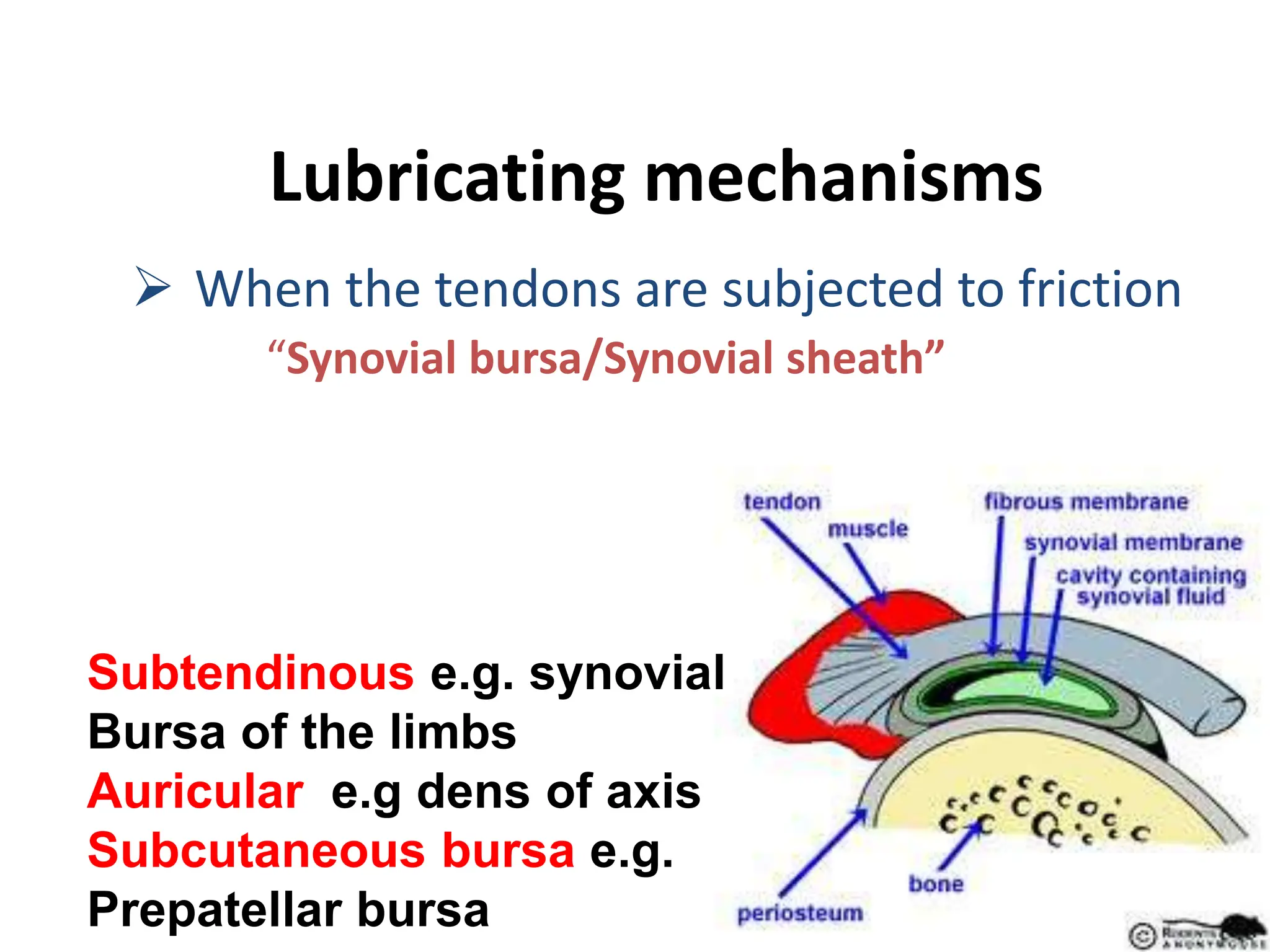 MUSCLE - 15903 by SSG muscle anatomy of upper limb lower limb and all ...