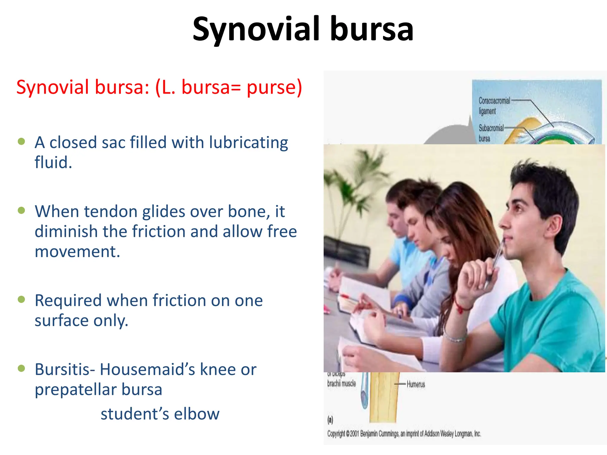 MUSCLE - 15903 by SSG muscle anatomy of upper limb lower limb and all ...