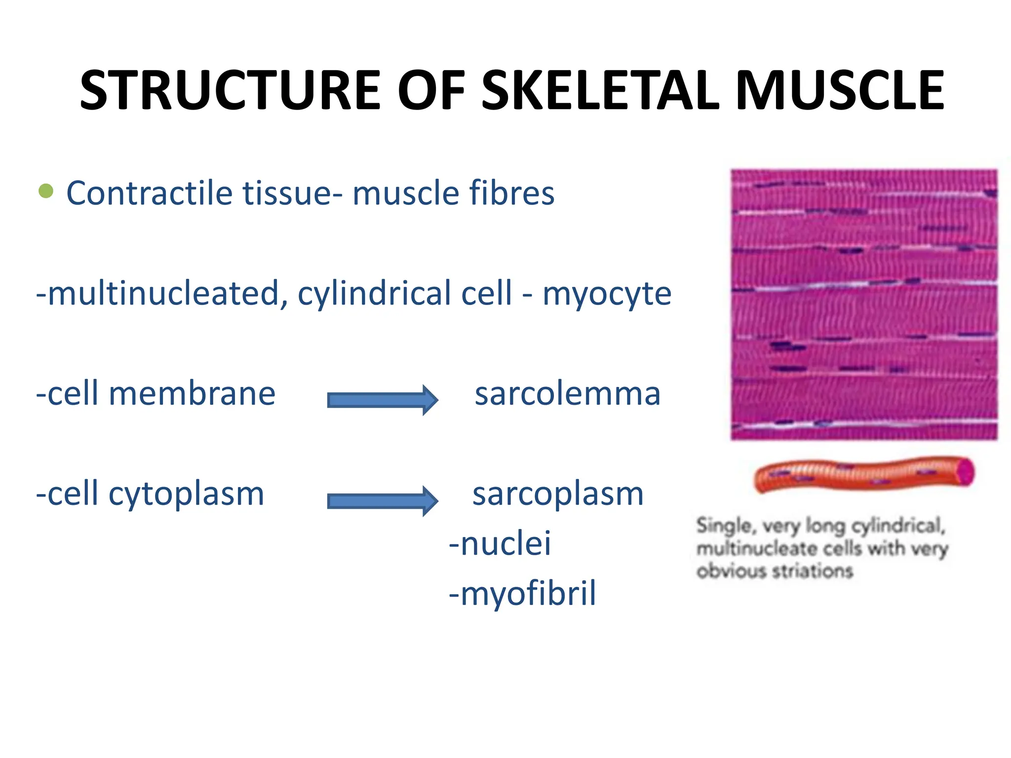 MUSCLE - 15903 by SSG muscle anatomy of upper limb lower limb and all ...