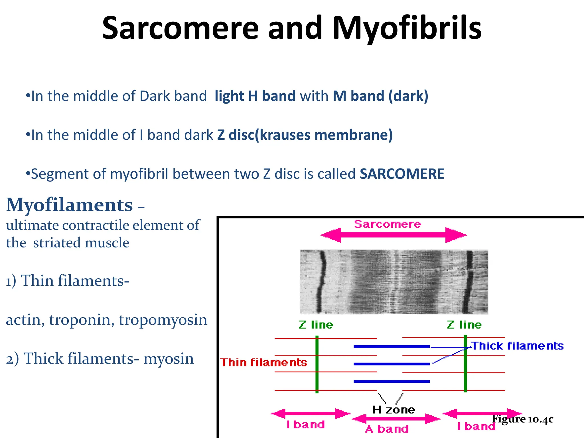 MUSCLE - 15903 by SSG muscle anatomy of upper limb lower limb and all ...