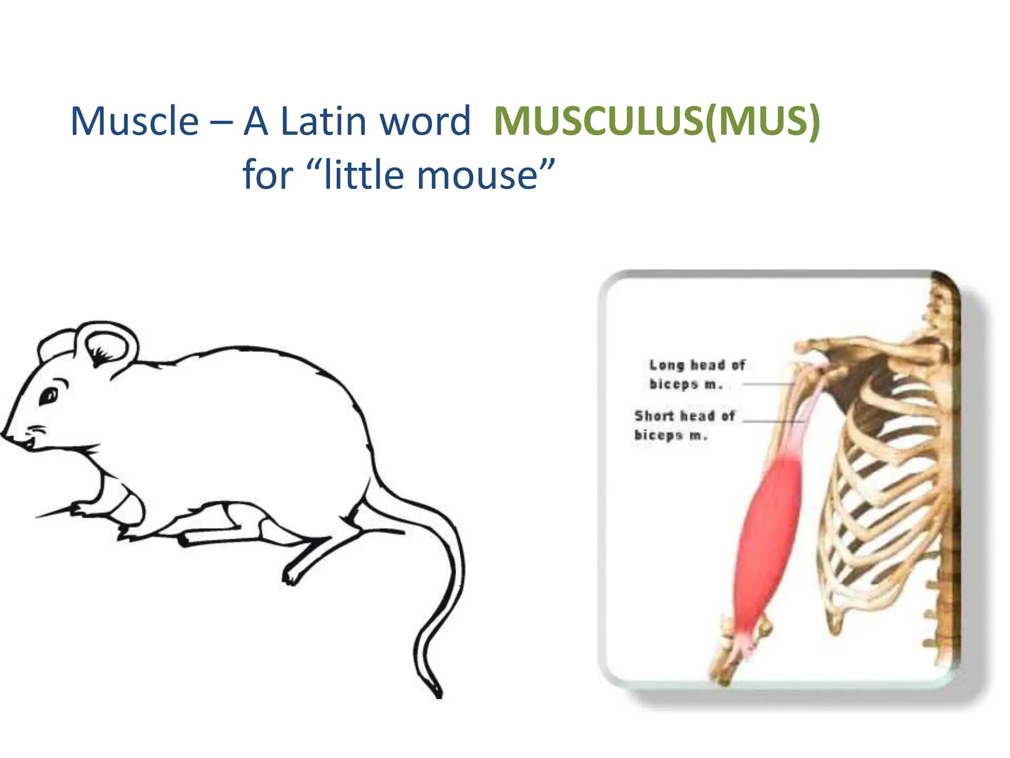 MUSCLE - 15903 by SSG muscle anatomy of upper limb lower limb and all ...