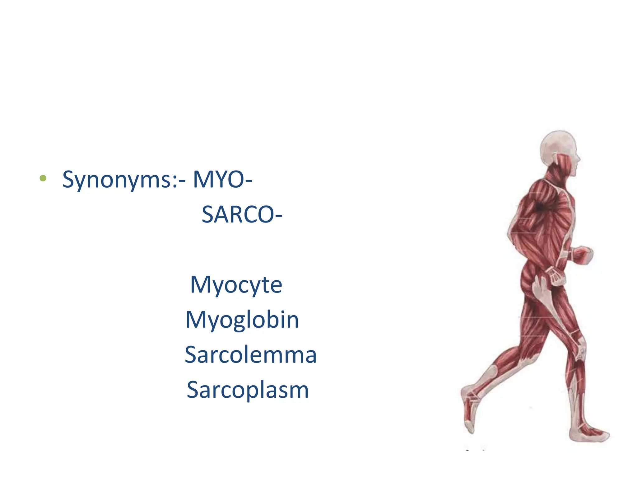 MUSCLE - 15903 by SSG muscle anatomy of upper limb lower limb and all ...