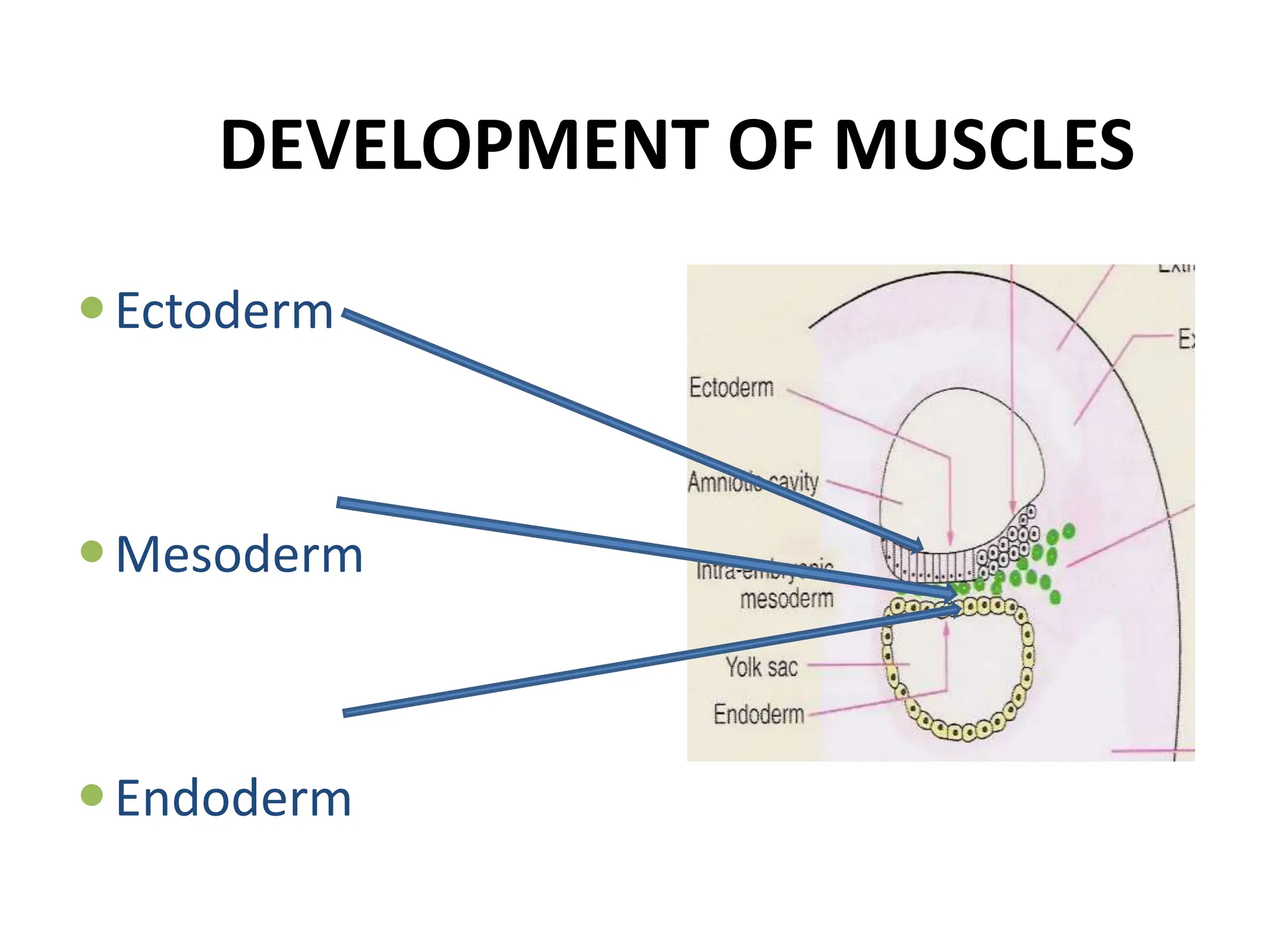 MUSCLE - 15903 by SSG muscle anatomy of upper limb lower limb and all ...