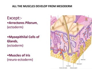 MUSCLE - 15903 by SSG muscle anatomy of upper limb lower limb and all ...