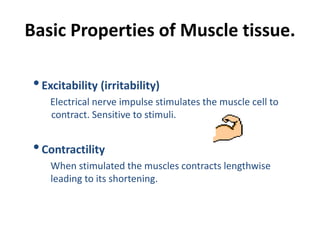 MUSCLE - 15903 by SSG muscle anatomy of upper limb lower limb and all ...