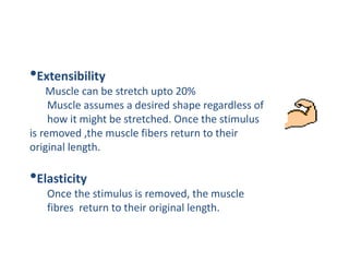 MUSCLE - 15903 by SSG muscle anatomy of upper limb lower limb and all ...