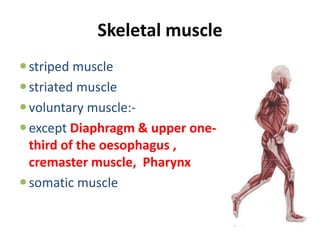 MUSCLE - 15903 by SSG muscle anatomy of upper limb lower limb and all ...