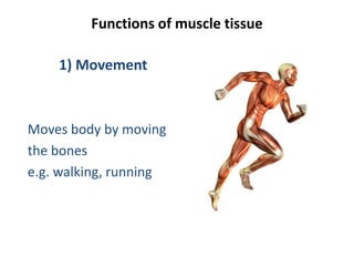 MUSCLE - 15903 by SSG muscle anatomy of upper limb lower limb and all ...