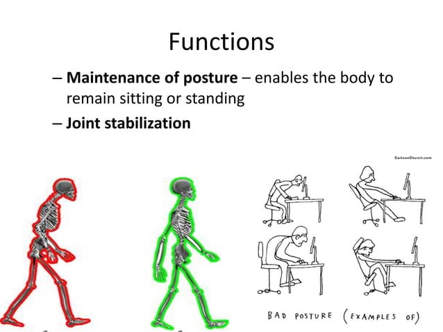 MUSCLE - 15903 by SSG muscle anatomy of upper limb lower limb and all ...