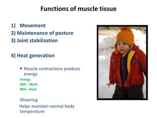MUSCLE - 15903 by SSG muscle anatomy of upper limb lower limb and all ...