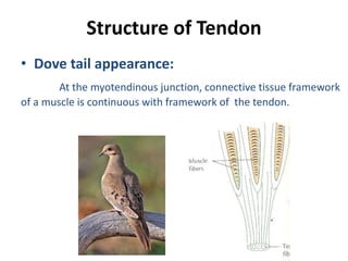 MUSCLE - 15903 by SSG muscle anatomy of upper limb lower limb and all ...