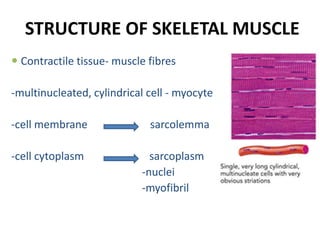 MUSCLE - 15903 by SSG muscle anatomy of upper limb lower limb and all ...