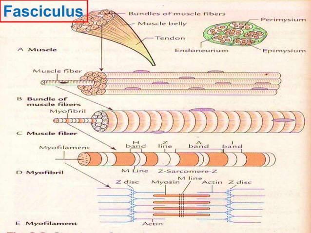 MUSCLE - 15903 by SSG muscle anatomy of upper limb lower limb and all ...