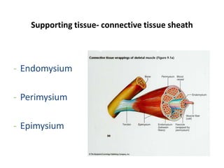 MUSCLE - 15903 by SSG muscle anatomy of upper limb lower limb and all ...