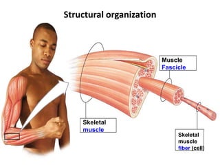 MUSCLE - 15903 by SSG muscle anatomy of upper limb lower limb and all ...