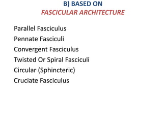 MUSCLE - 15903 by SSG muscle anatomy of upper limb lower limb and all ...