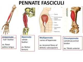 MUSCLE - 15903 by SSG muscle anatomy of upper limb lower limb and all ...