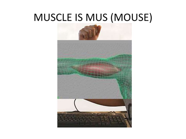 MUSCLE - 15903 by SSG muscle anatomy of upper limb lower limb and all ...