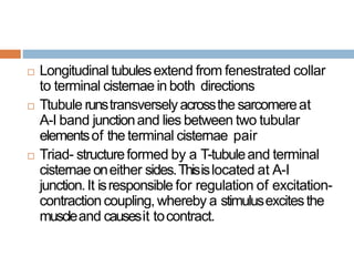 Muscle-strcuture.pptx