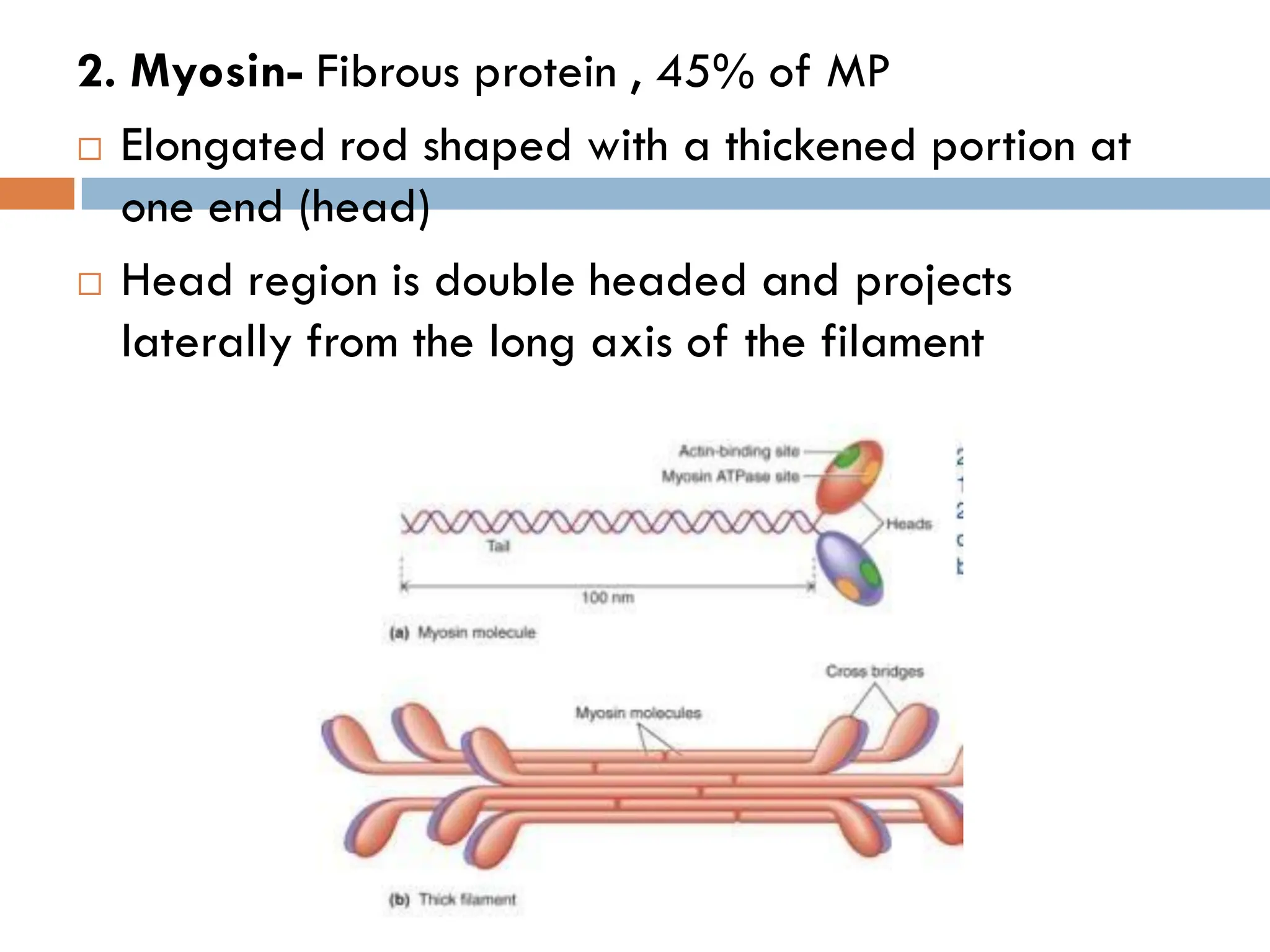 Muscle-strcuture.pdf in which ultrastructure of skeletal muscle is ...