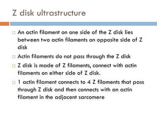 Muscle-strcuture.pdf in which ultrastructure of skeletal muscle is ...