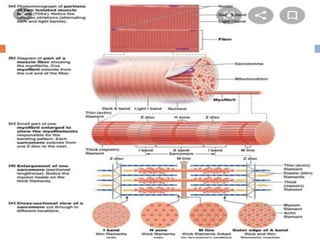 Muscle-strcuture.pdf in which ultrastructure of skeletal muscle is ...