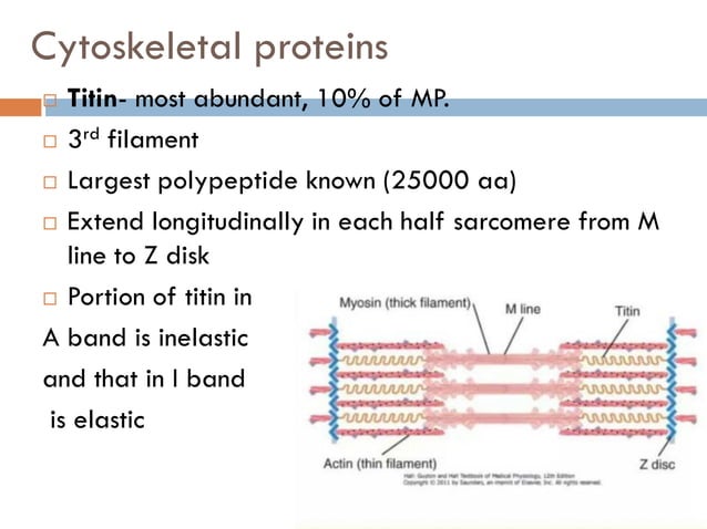 Muscle-strcuture.pdf in which ultrastructure of skeletal muscle is ...
